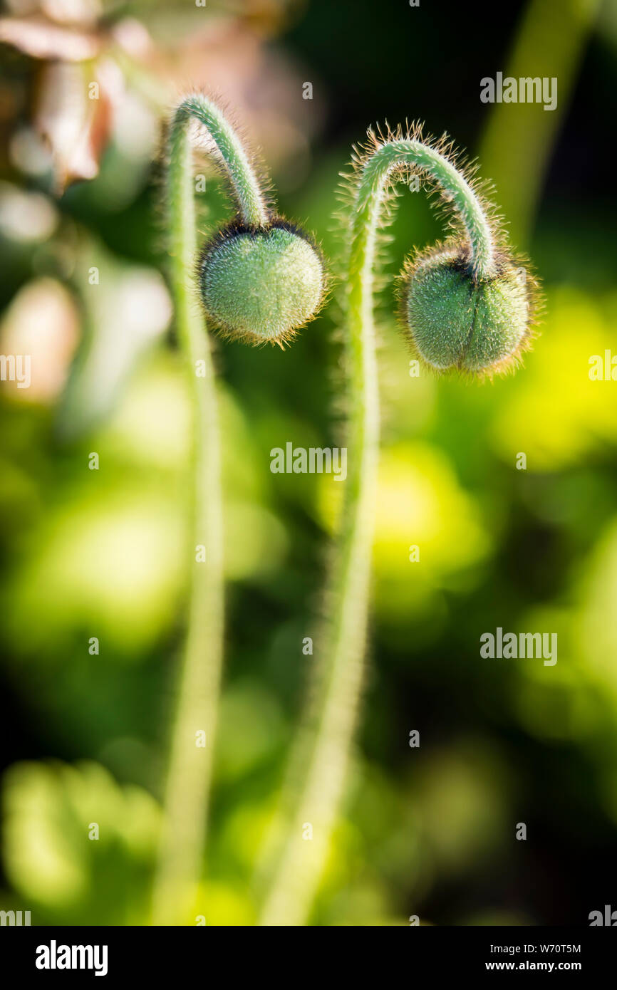 green poppy buds in springtime garden Stock Photo - Alamy
