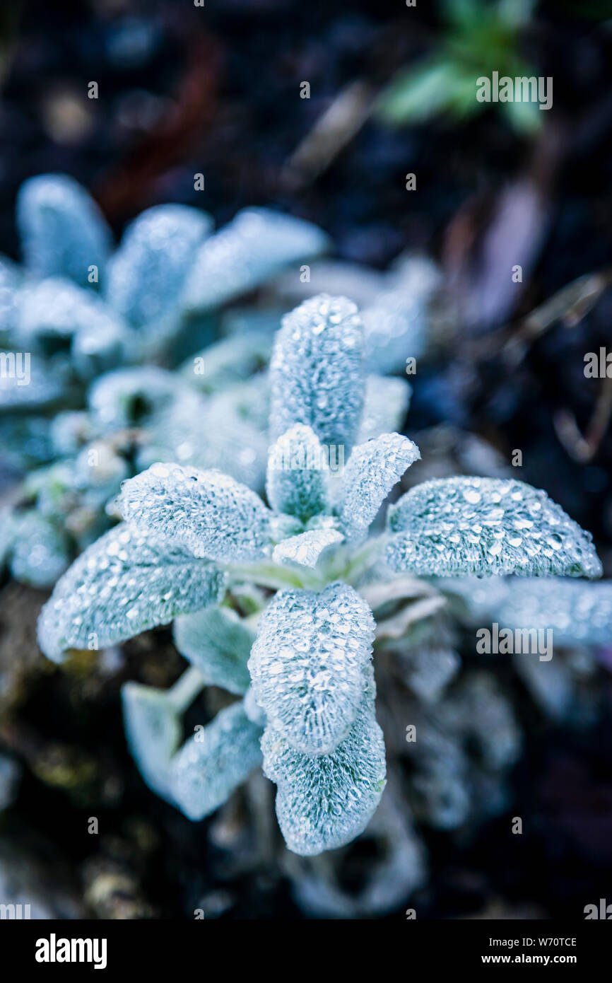 Furry plant hi-res stock photography and images - Alamy