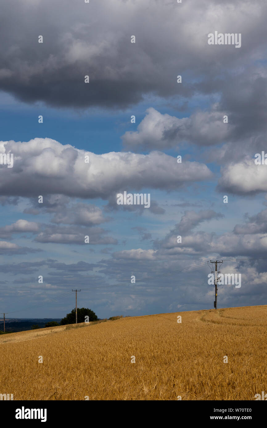 Wheat crop ripe for harvest in field in rural Hampshire with cloudy sky ...