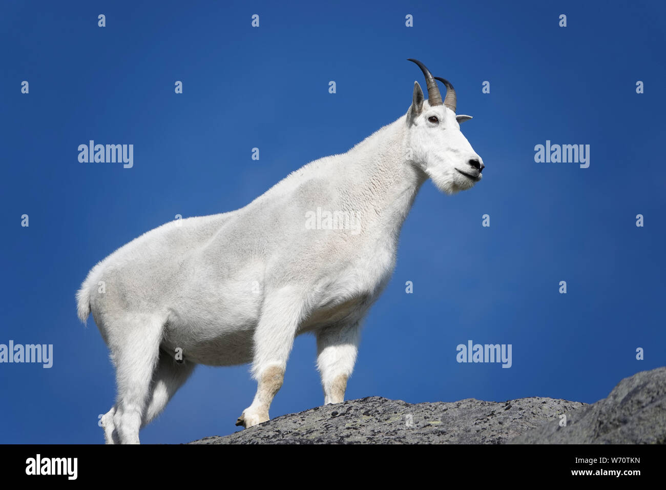 Mountain goat (Oreamnos americanus) in Mount Rainier National Park ...