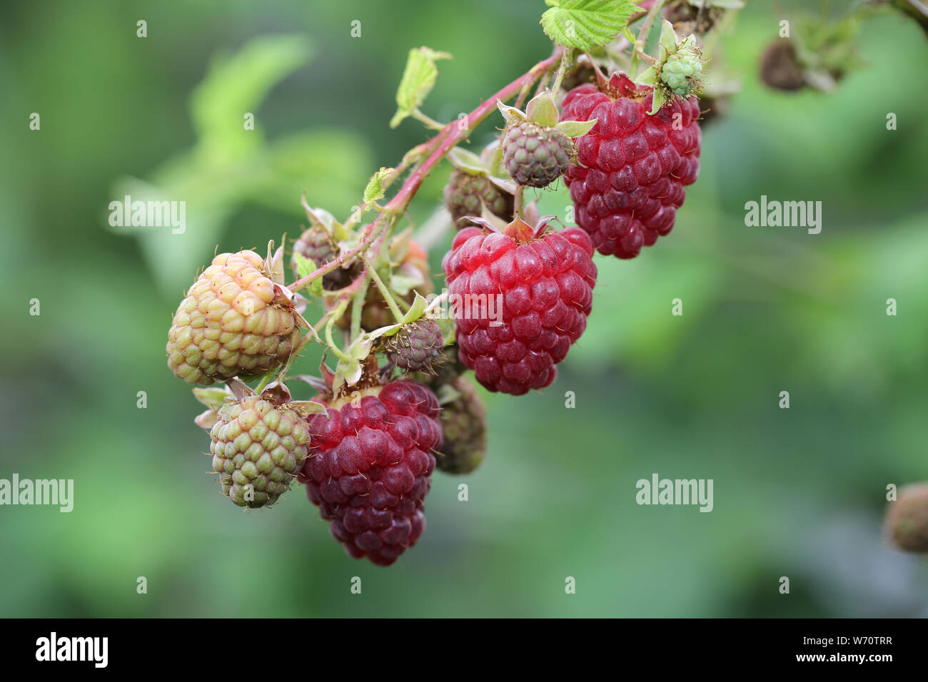 Berries raspberry branches on hi-res stock photography and images - Alamy