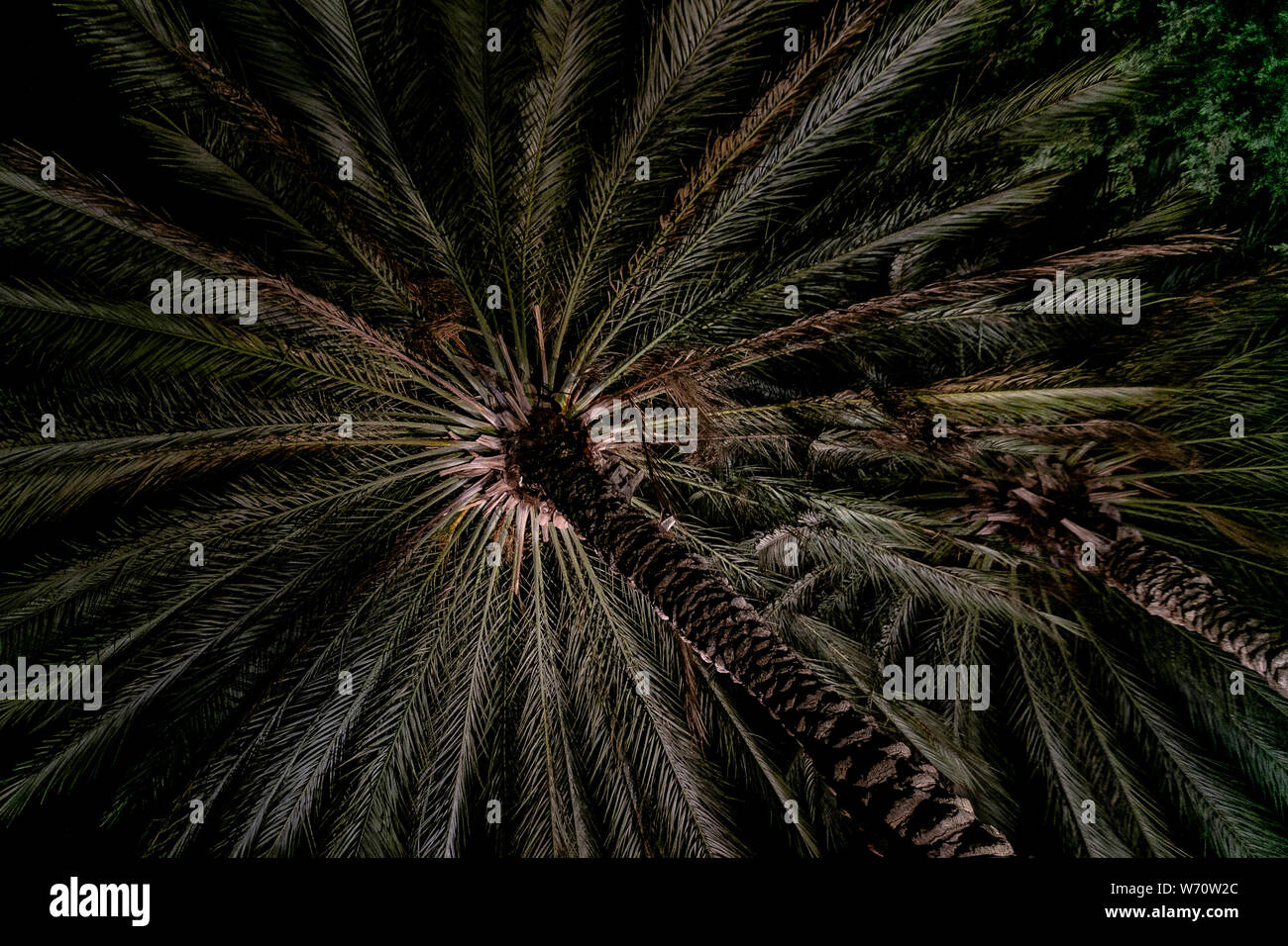Beautiful high palm tree in desert environment in summer time Stock ...