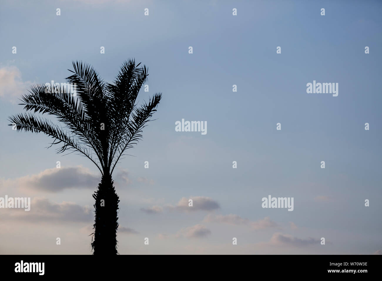 Beautiful high palm tree in desert environment in summer time Stock ...