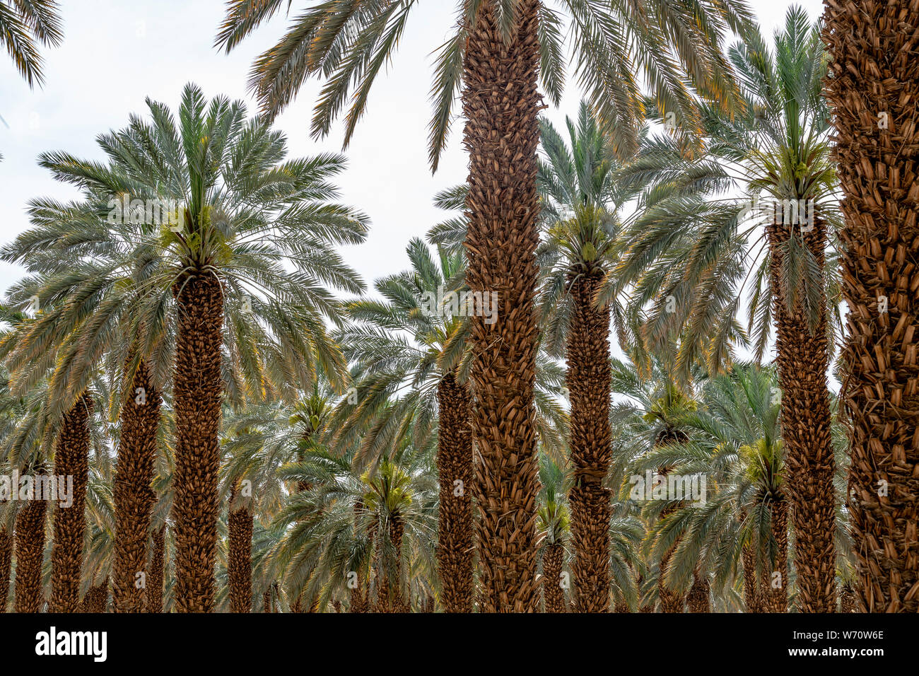 Beautiful high palm tree in desert environment in summer time Stock ...