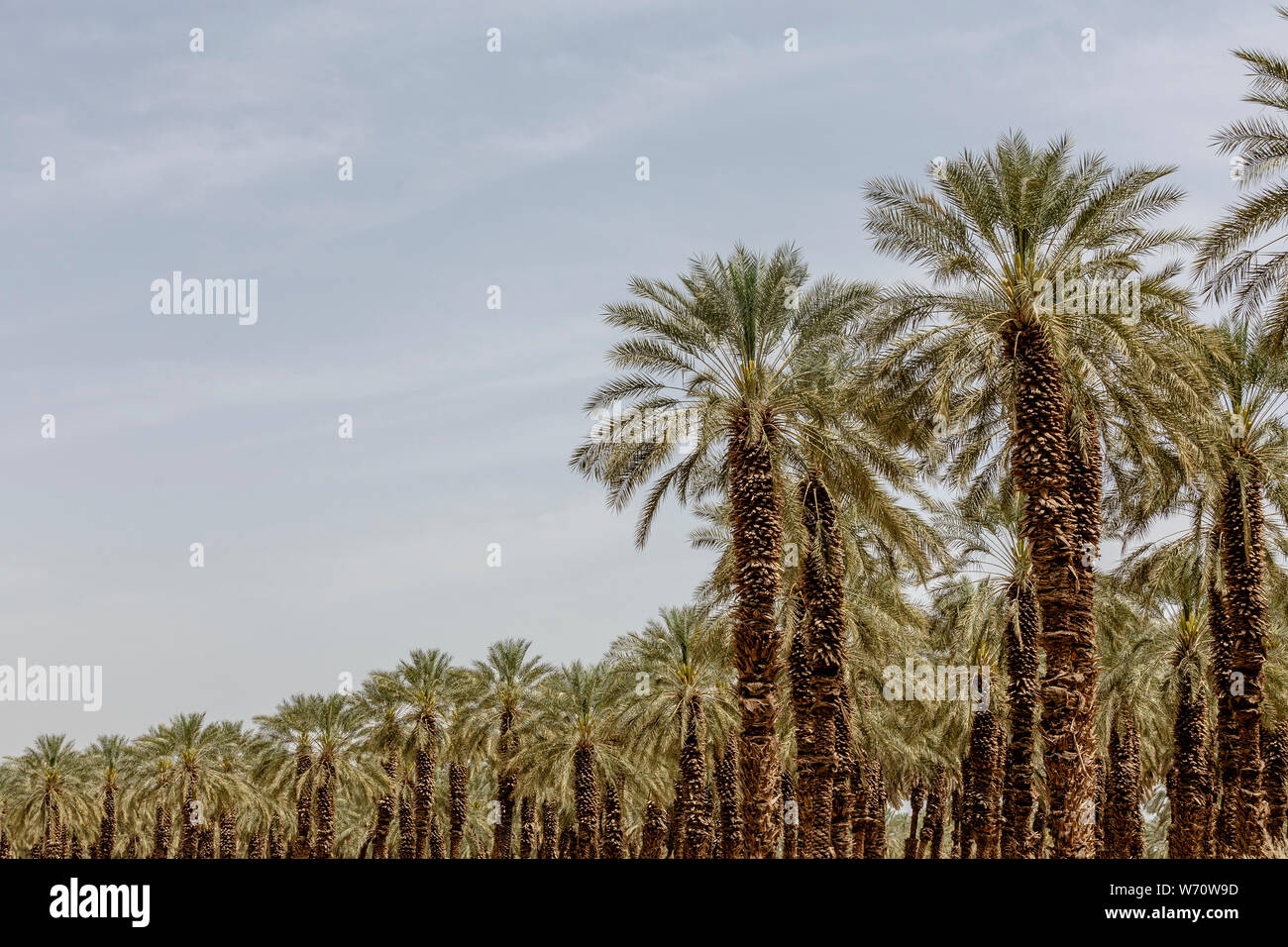 Beautiful high palm tree in desert environment in summer time Stock ...