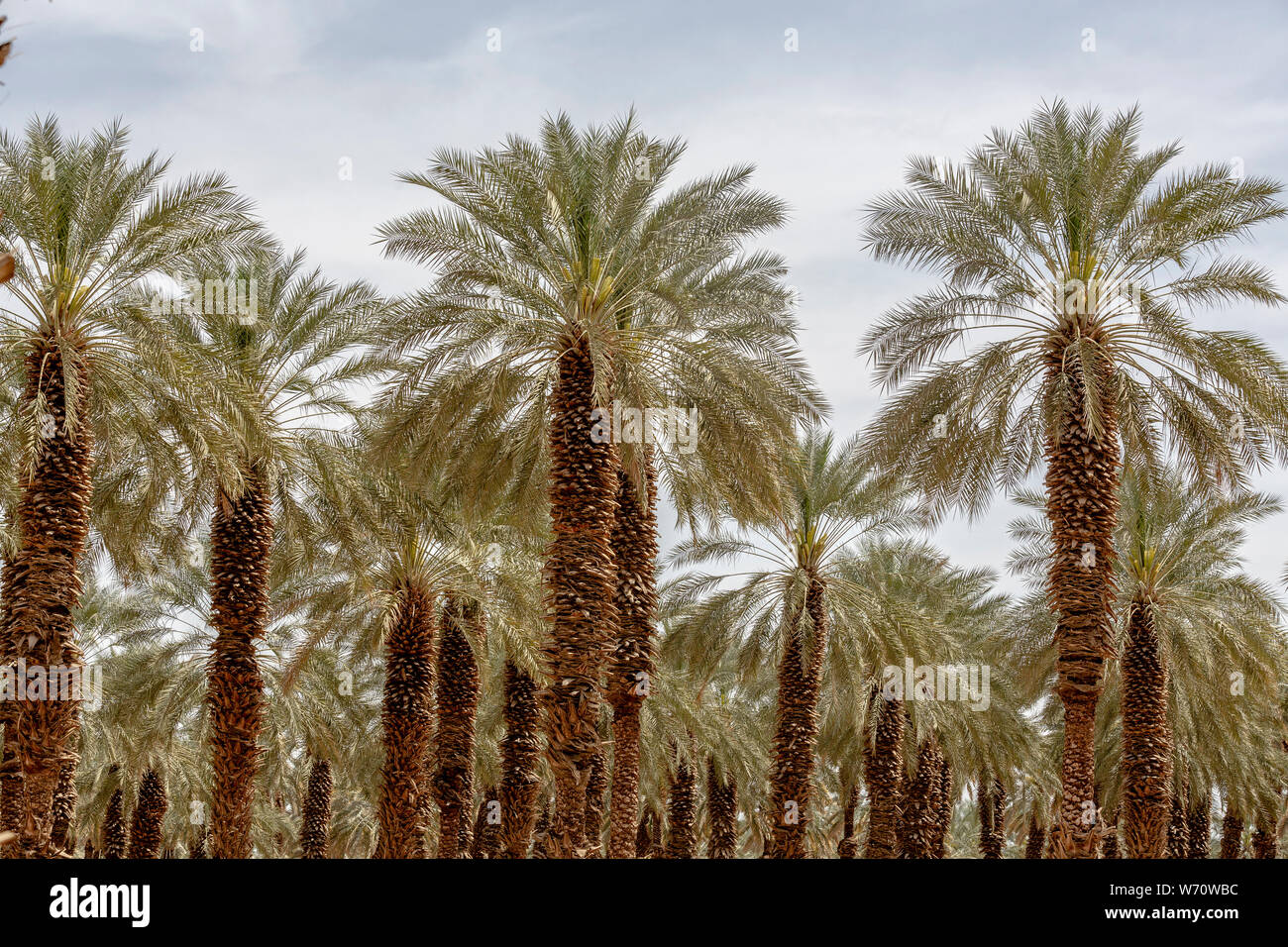 Beautiful high palm tree in desert environment in summer time Stock ...