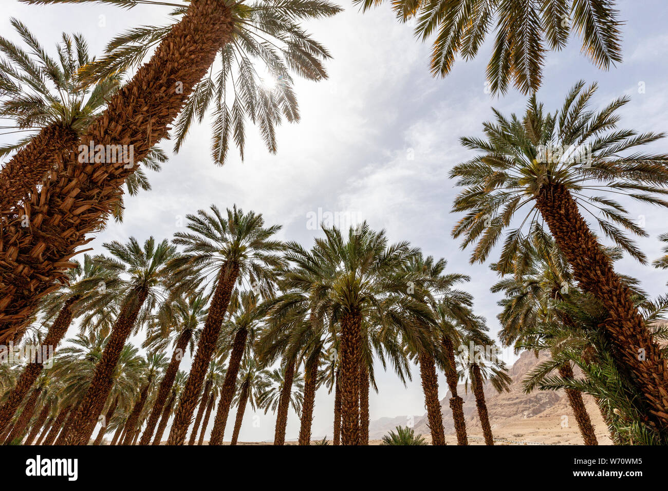 Beautiful high palm tree in desert environment in summer time Stock ...