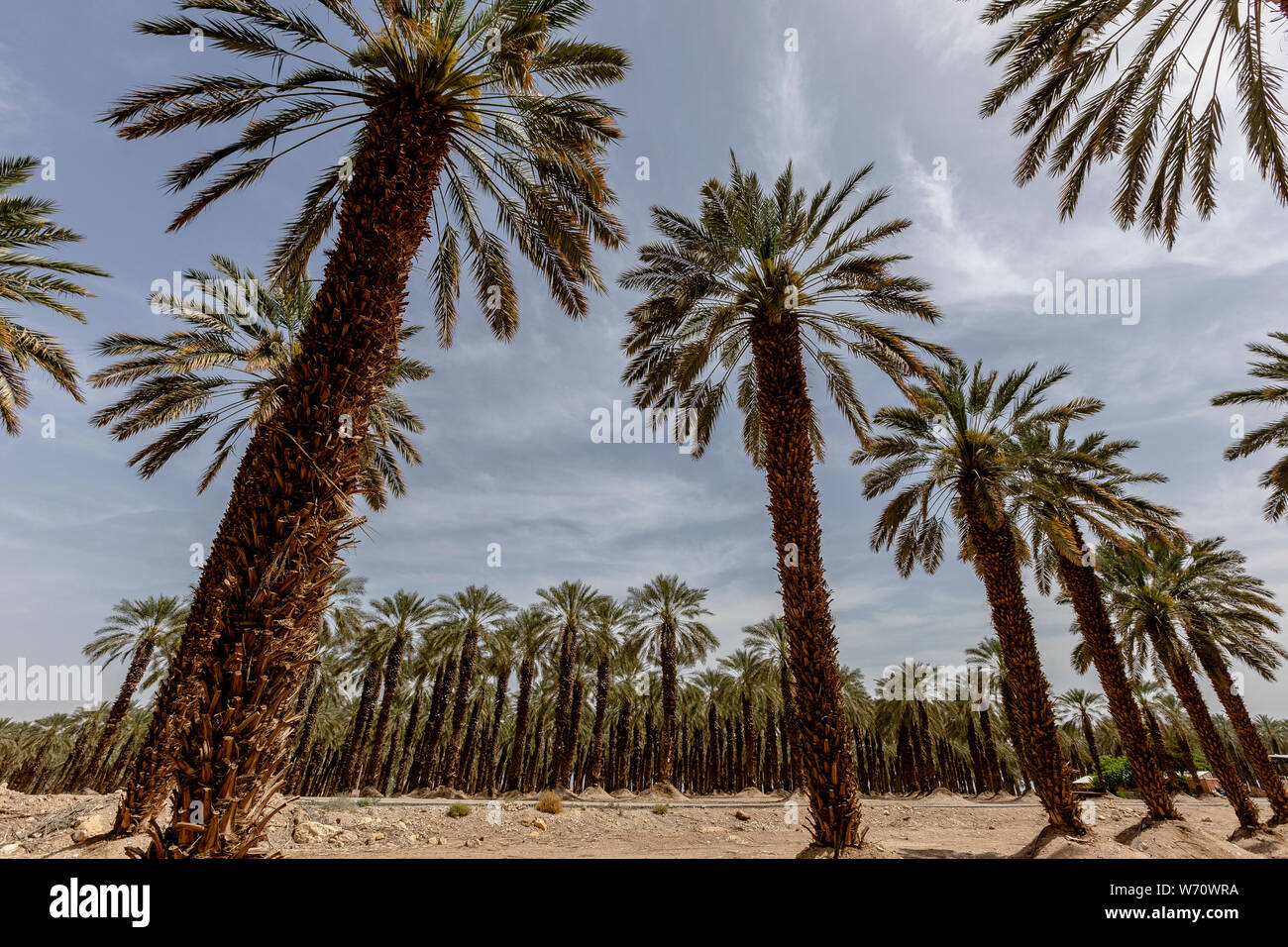Beautiful high palm tree in desert environment in summer time Stock ...