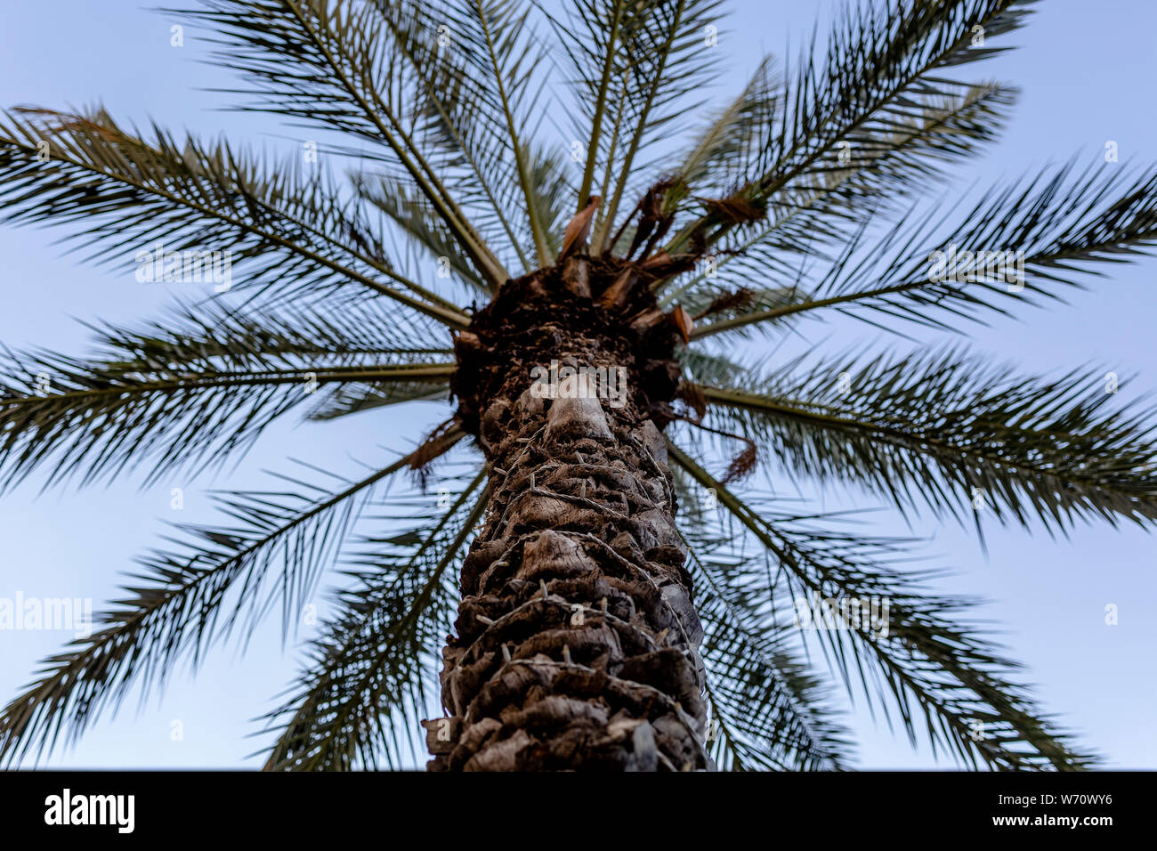 Beautiful high palm tree in desert environment in summer time Stock ...