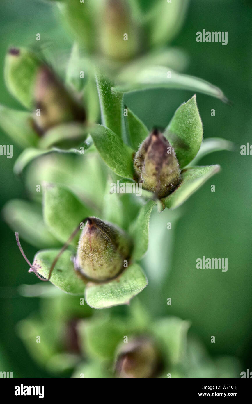 Foxglove seeds hi-res stock photography and images - Alamy