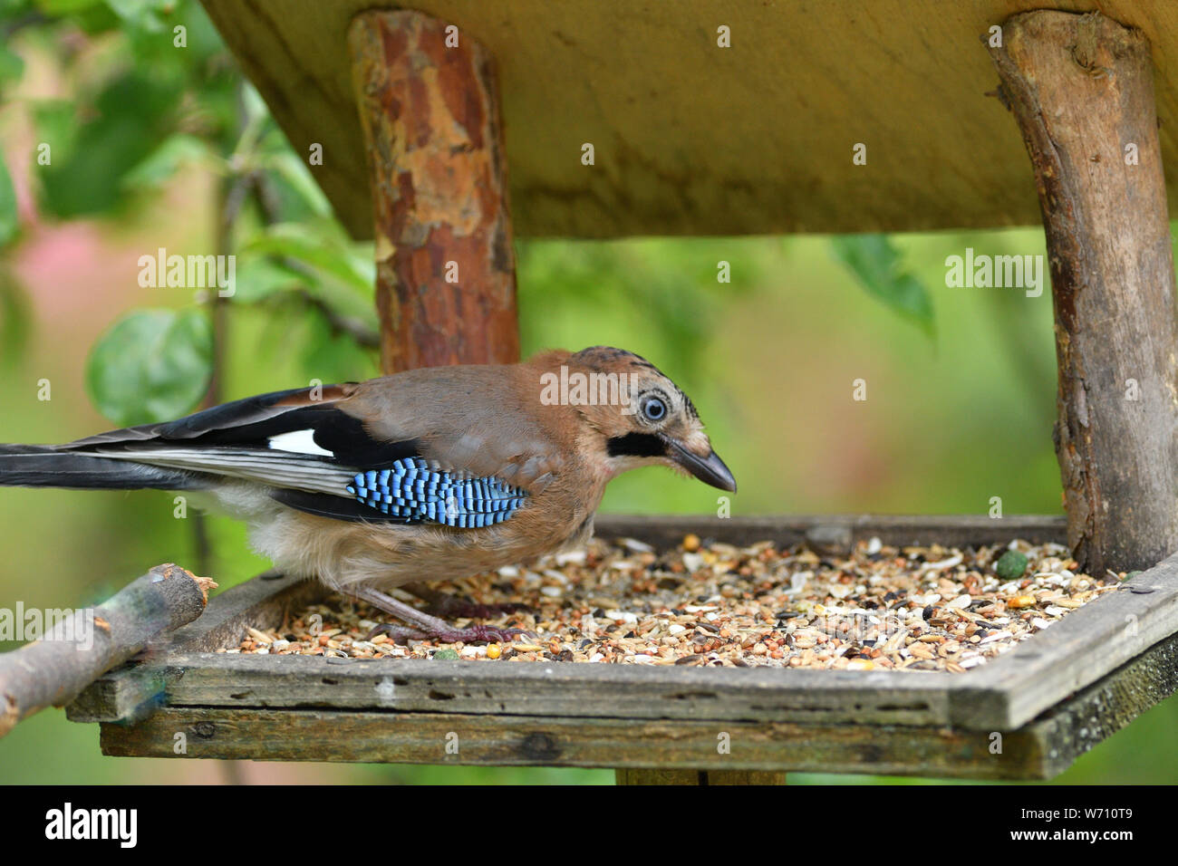 Eurasian jay garrulus glandarius seed beak hi-res stock photography and ...
