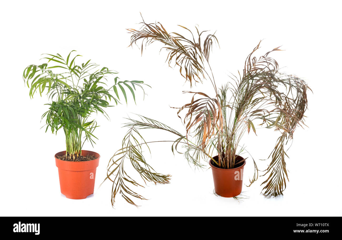 alive and dead plants in front of white background Stock Photo - Alamy