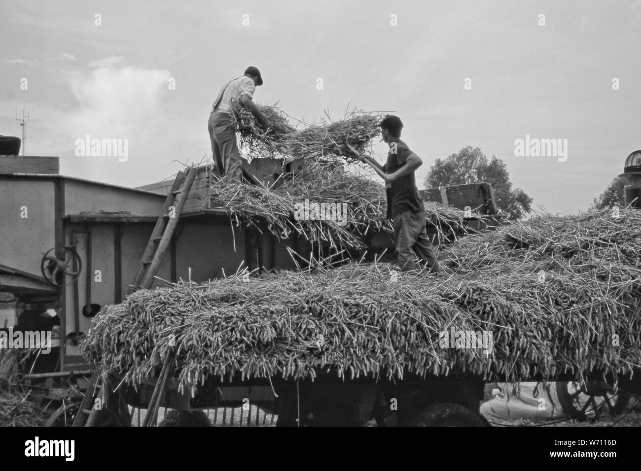 Steam powered thresher, Barleyland's Farm, Essex Stock Photo - Alamy
