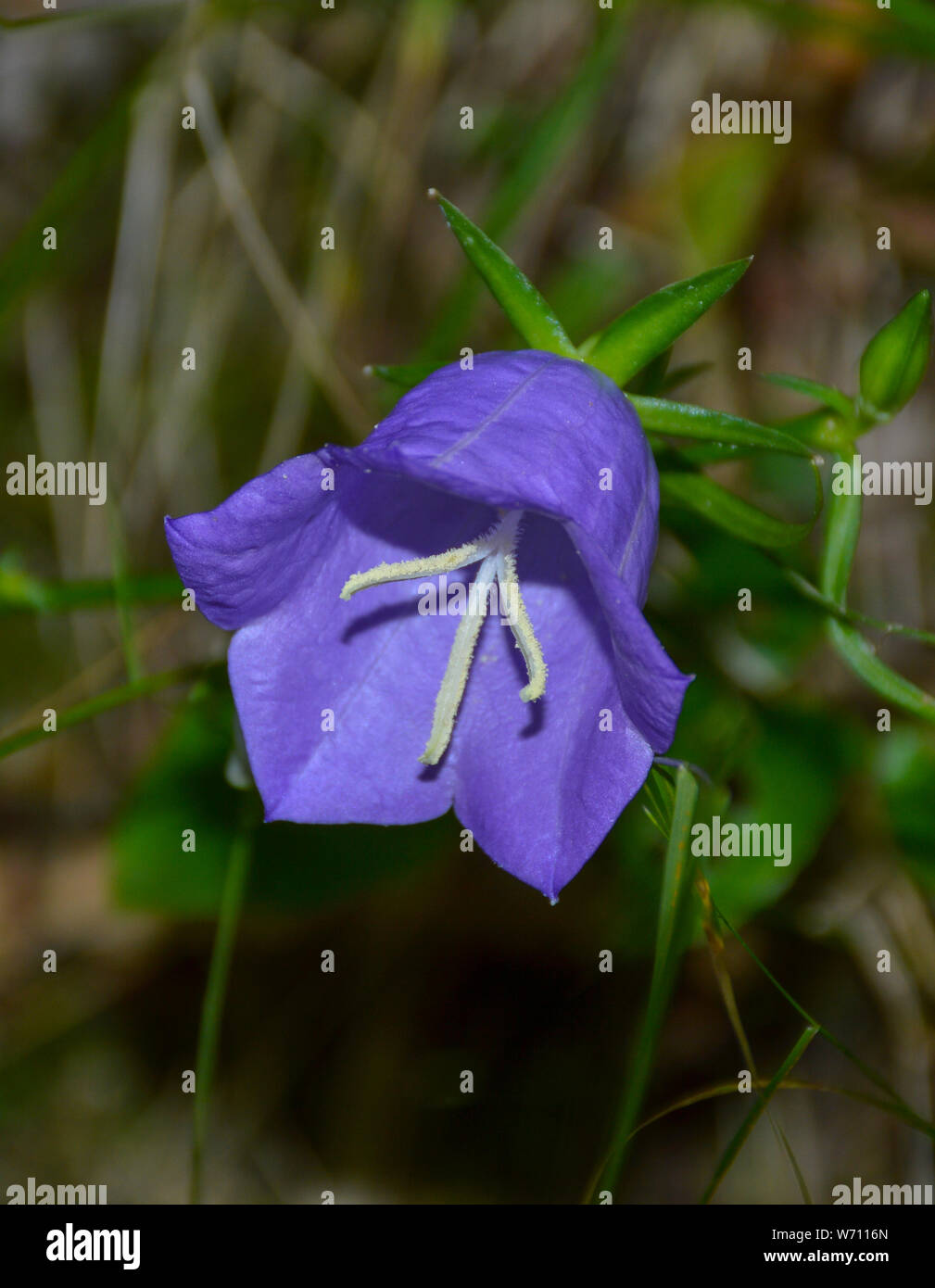 Beautiful bell flower in the garden Stock Photo - Alamy