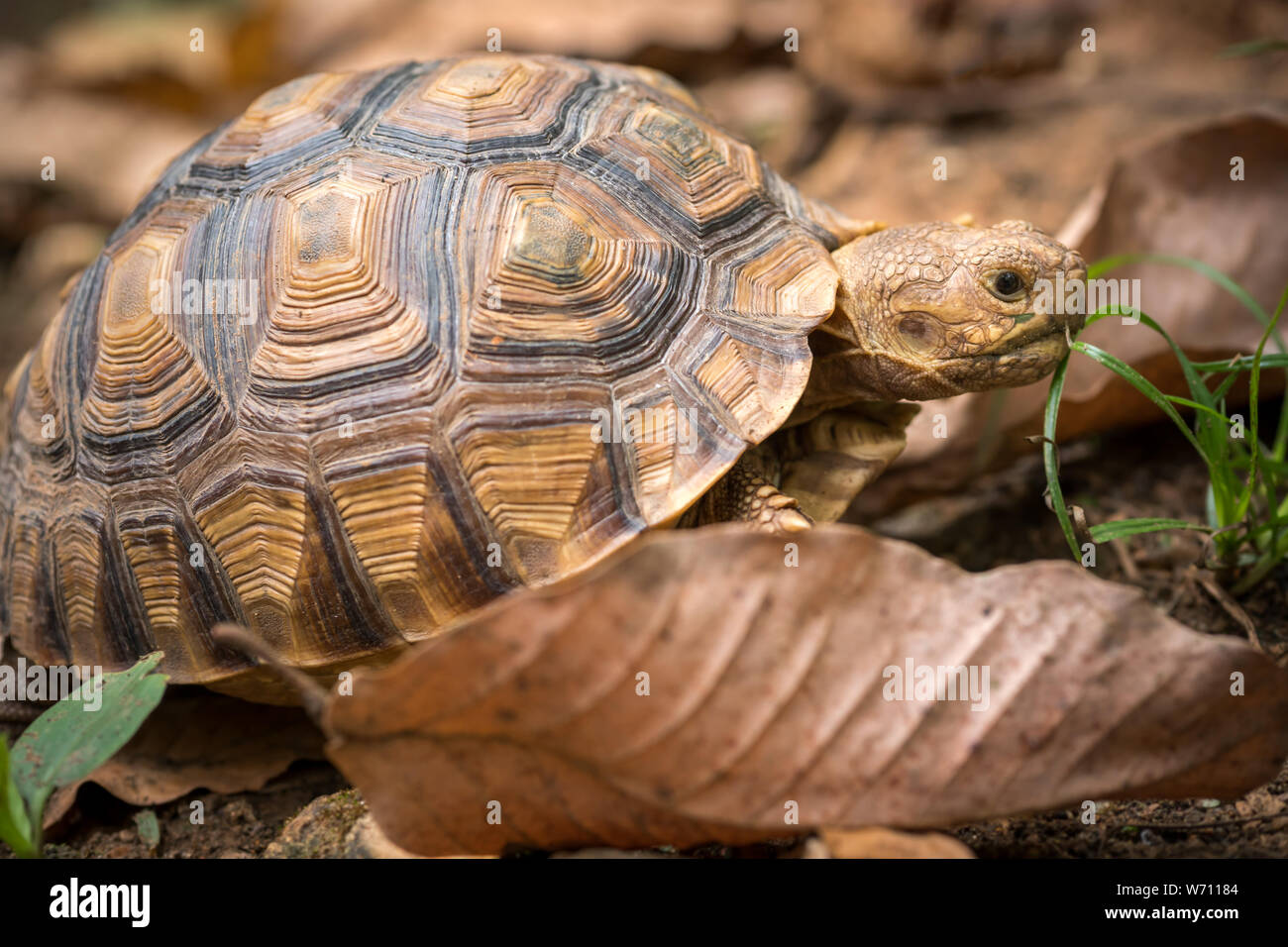 Turtle walks on the dry leaves in the forest. Concept of wildlife in ...