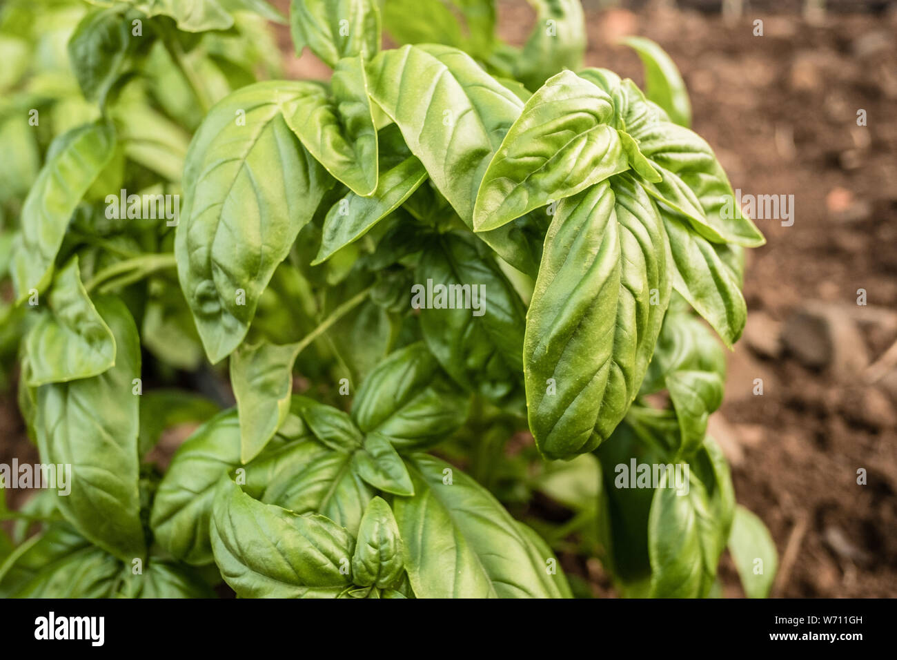 Garden farming hi-res stock photography and images - Alamy