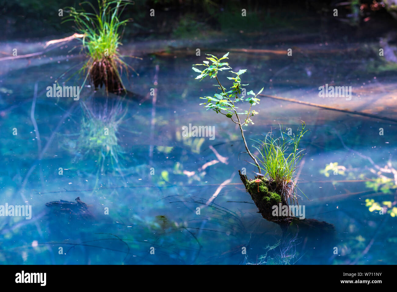 Cute small pond with turquoise water and wooden logs in the summer ...