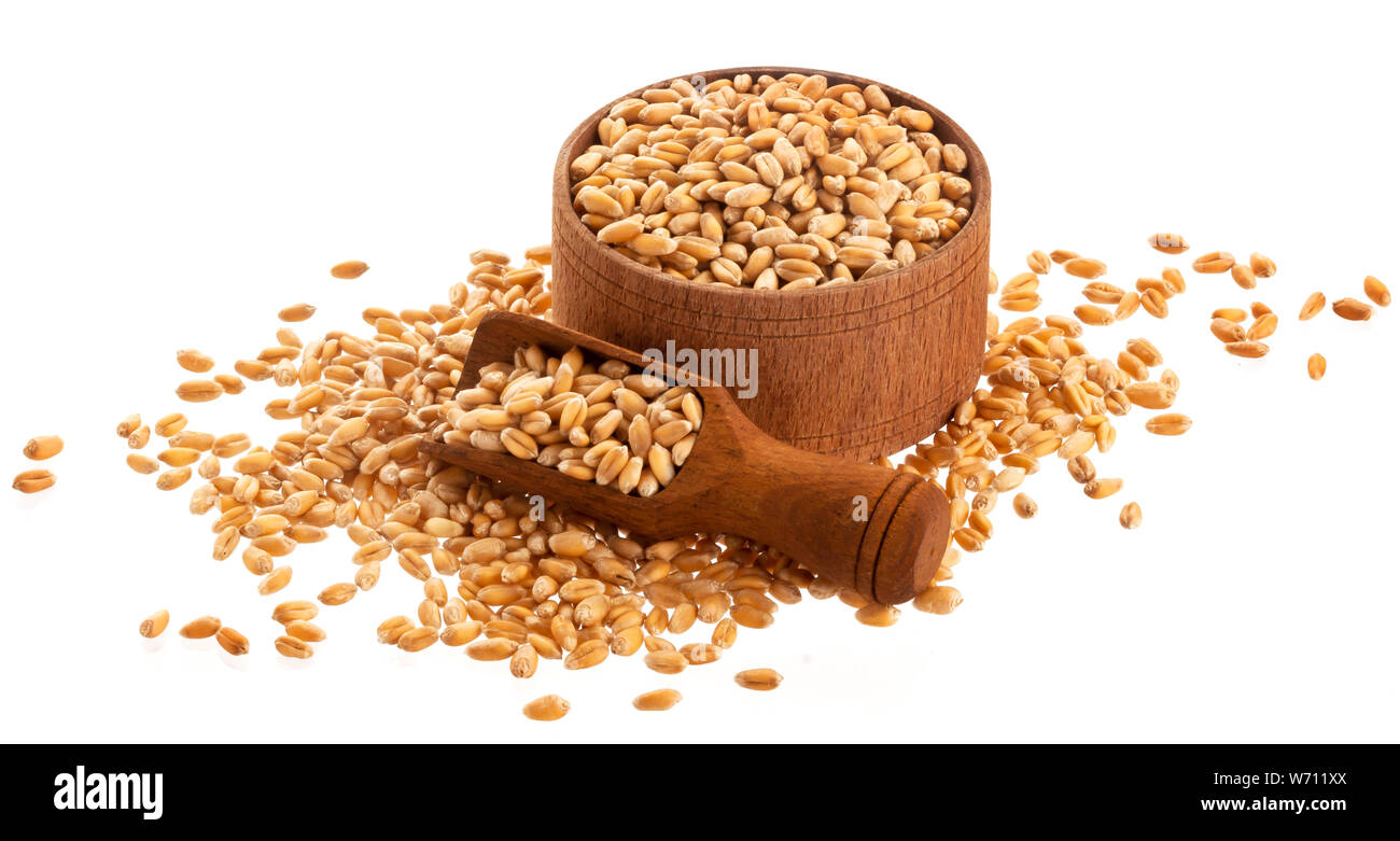 Wooden bowl and scoop of wheat grains, scattered wheat seeds isolated ...