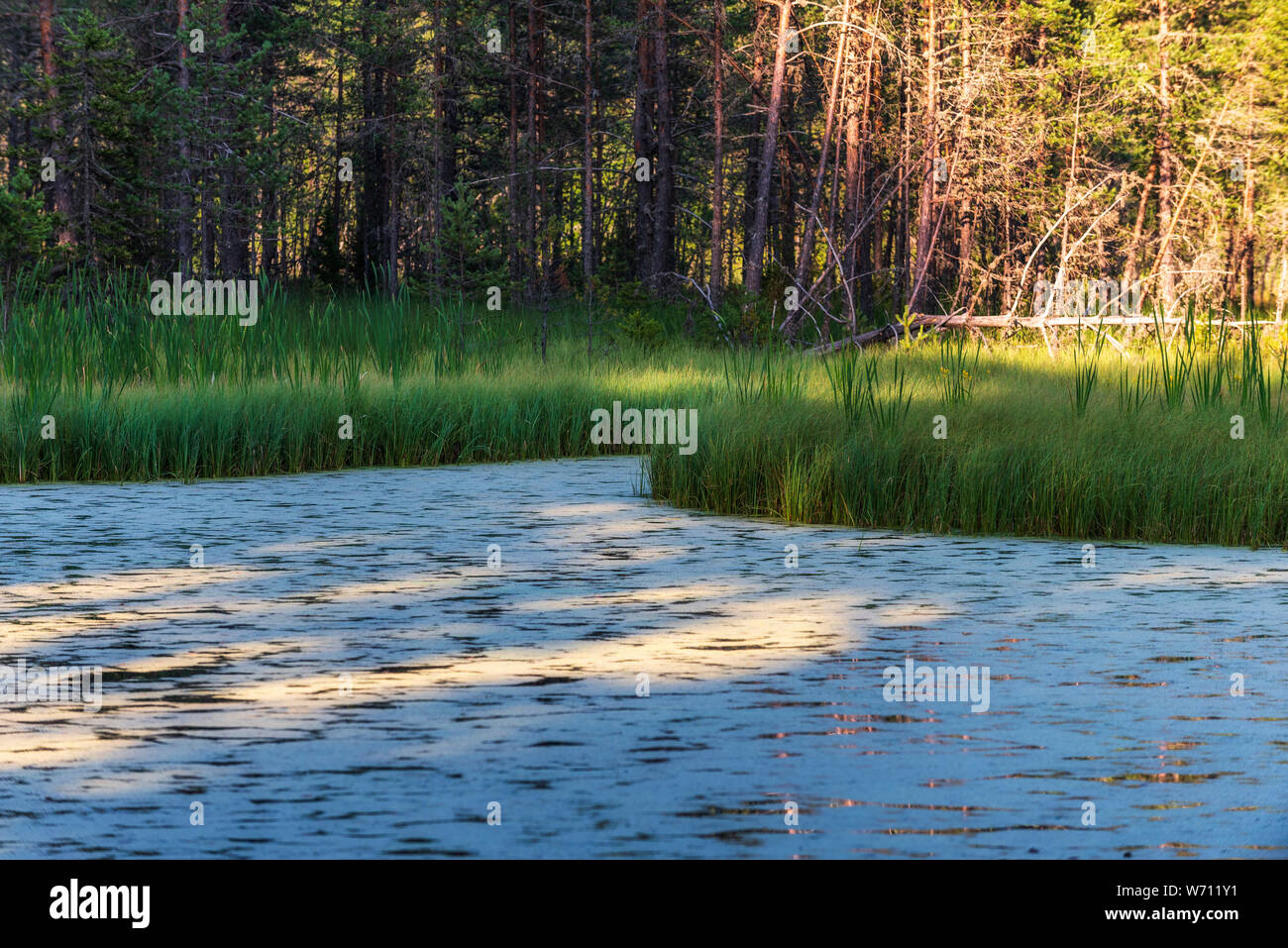 Swamp in the forest during sunset with last ray of sunlight Stock Photo ...