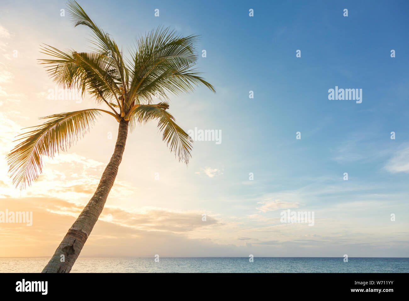 Coco palm hi-res stock photography and images - Alamy