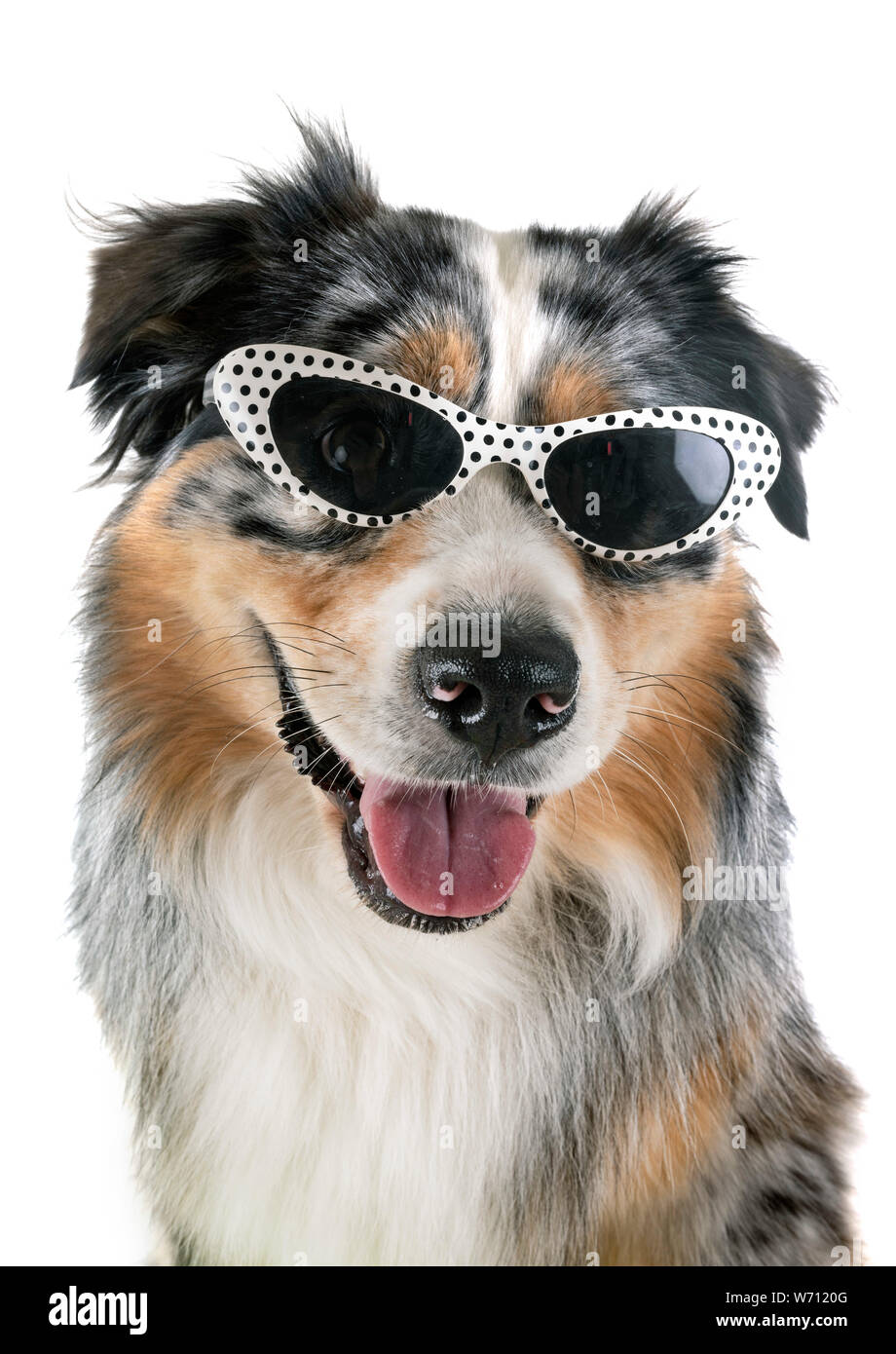 australian shepherd in front of white background Stock Photo - Alamy