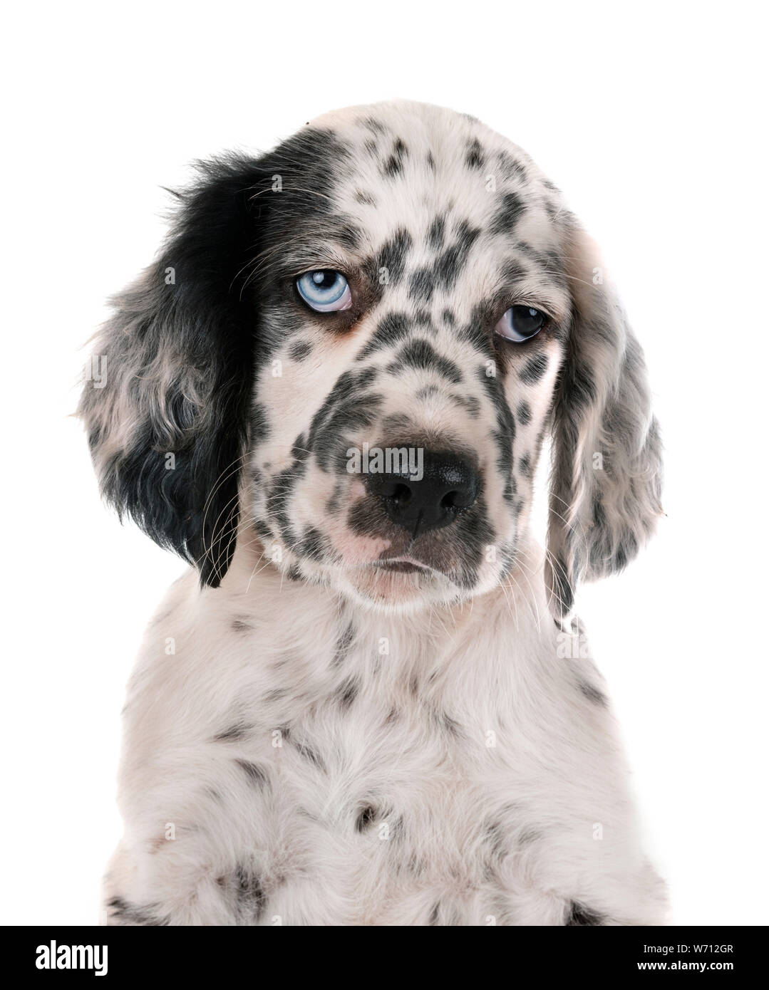 puppy english setter in front of white background Stock Photo - Alamy