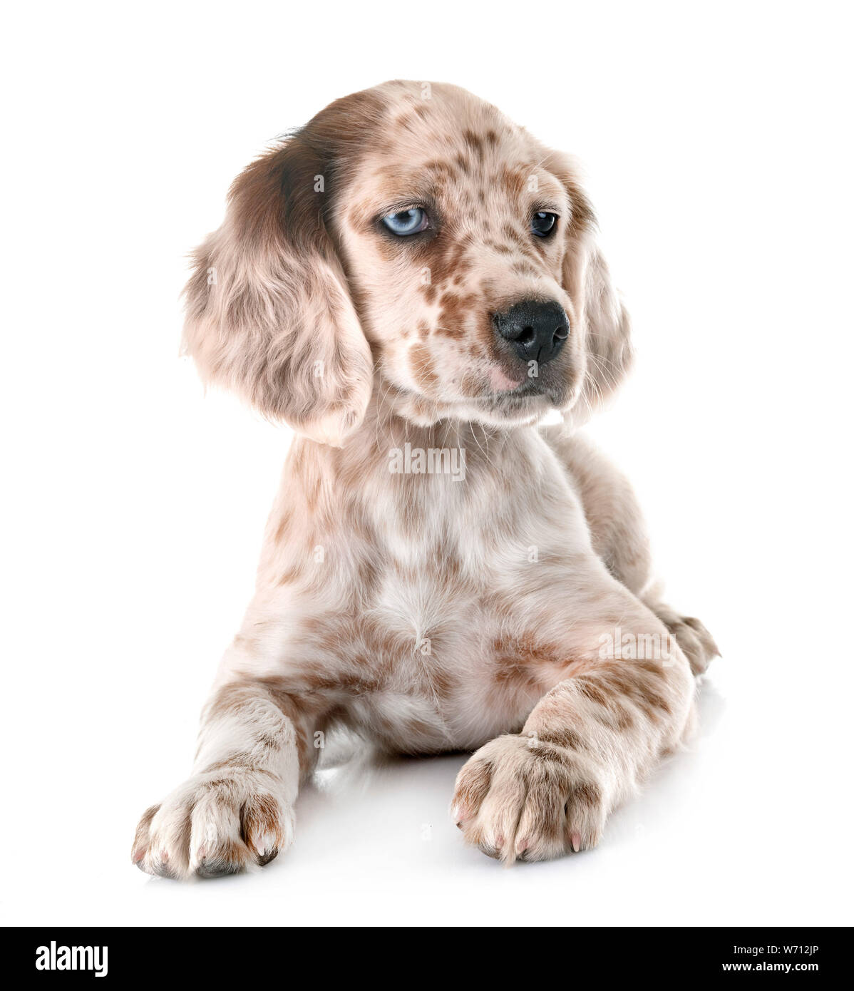 puppy english setter in front of white background Stock Photo - Alamy