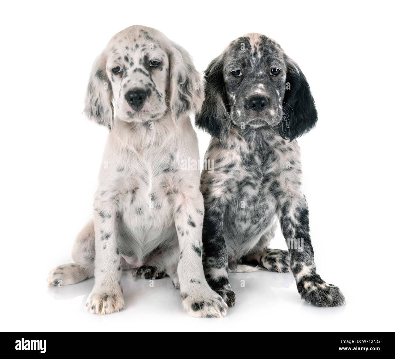 puppy english setter in front of white background Stock Photo - Alamy