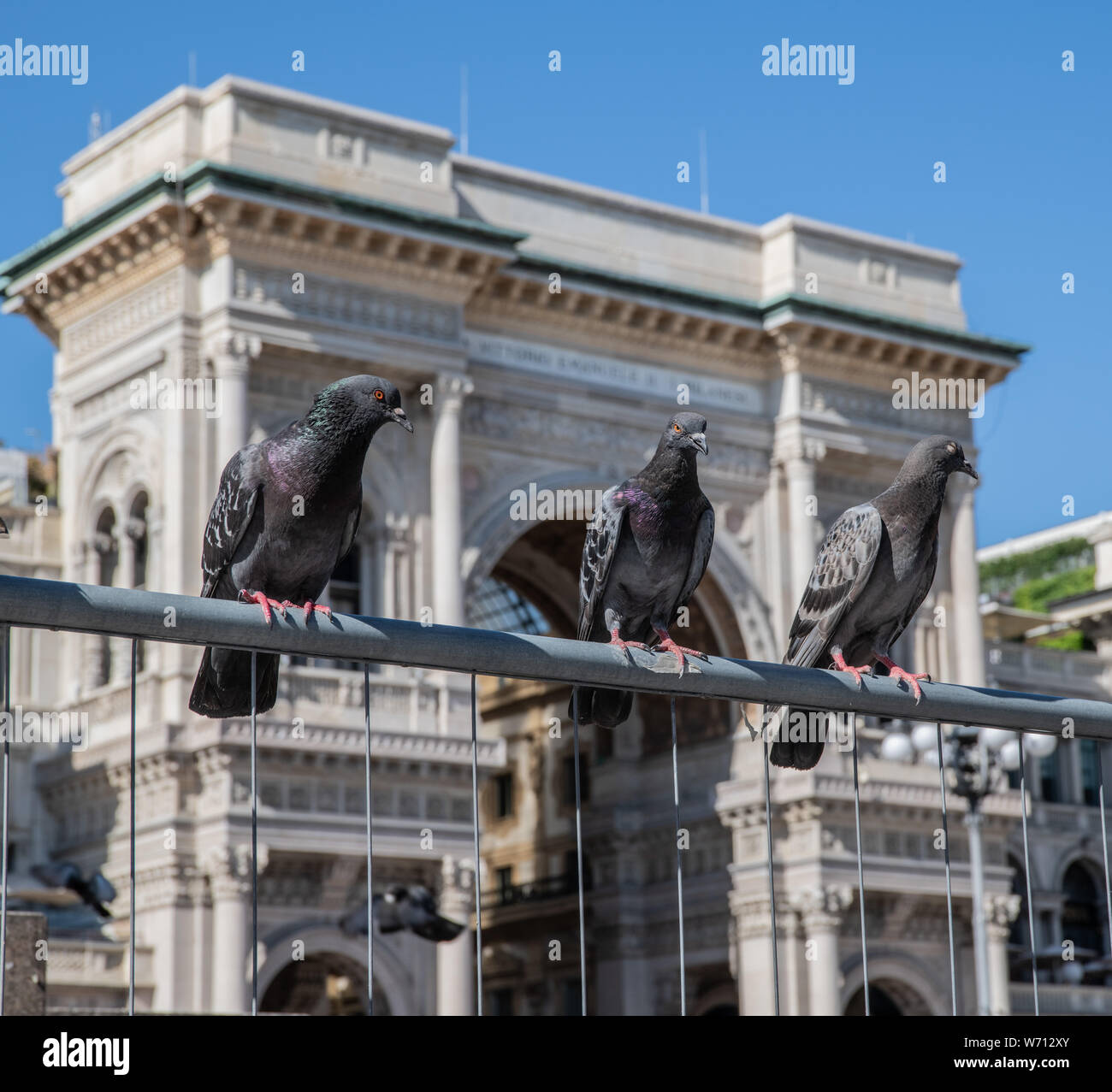 Milan, Italy - 30 June 2019: View of Pigeons, Piazza Duomo Stock Photo ...