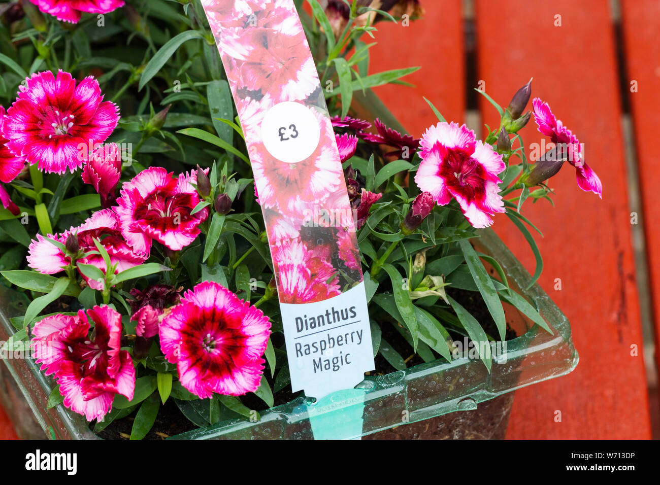 Dianthus Raspberry Swirl