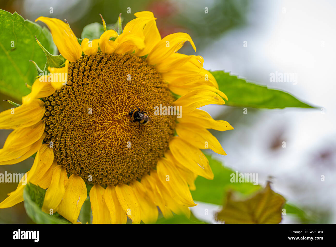 a fat bumblebee sits in the middle of a yellow sunflower Stock Photo ...