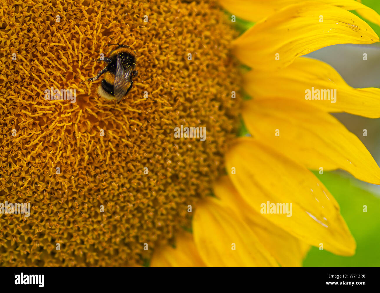 Fat bumble bee hi-res stock photography and images - Alamy