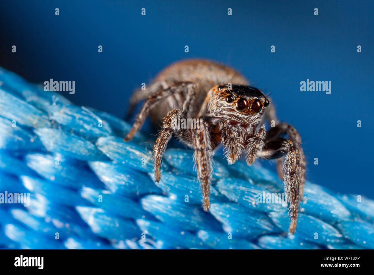 Beautiful spider photographed very close Stock Photo - Alamy