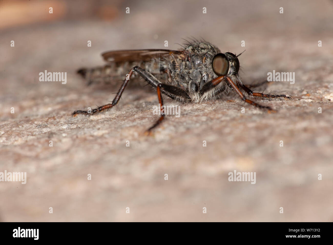 Big insects hi-res stock photography and images - Alamy
