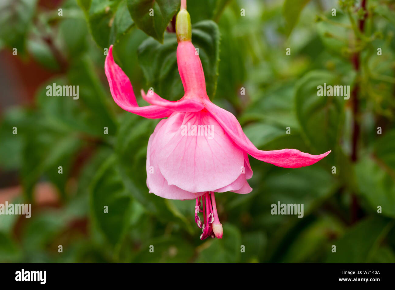 Fuchsia pink elephant hi-res stock photography and images - Alamy