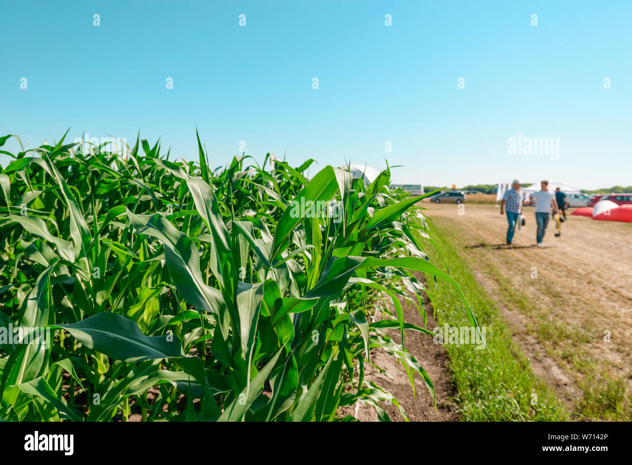 View along corn field hi-res stock photography and images - Alamy