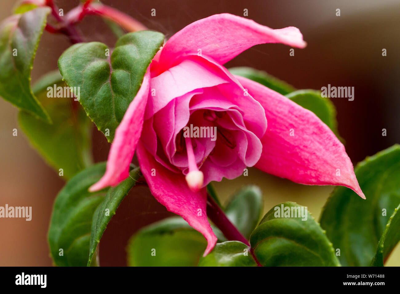 Fuchsia pink elephant hi-res stock photography and images - Alamy