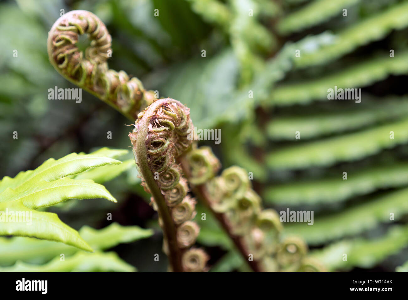 Furled Fern fond Stock Photo - Alamy