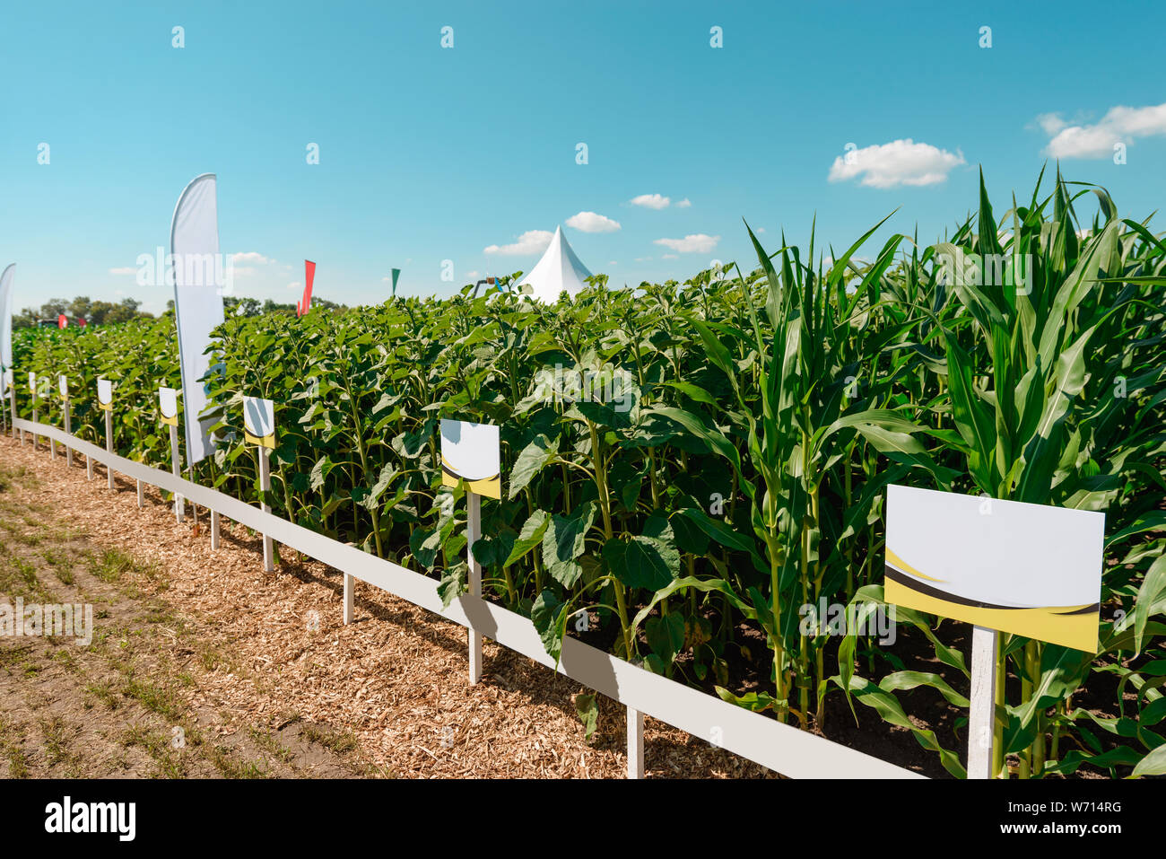 Corn plantation background hi-res stock photography and images - Alamy