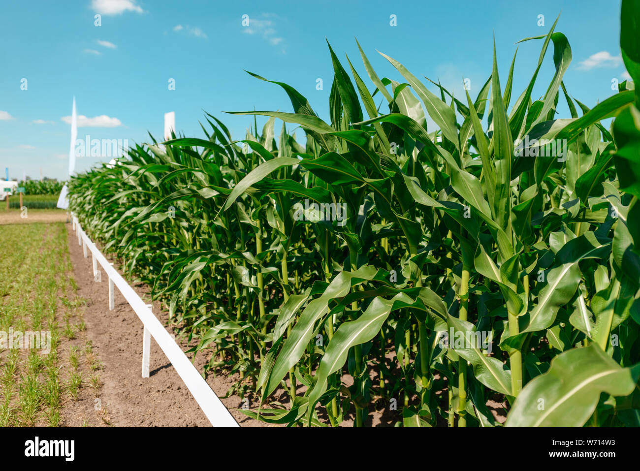 Corn field and blue sky Stock Photo - Alamy