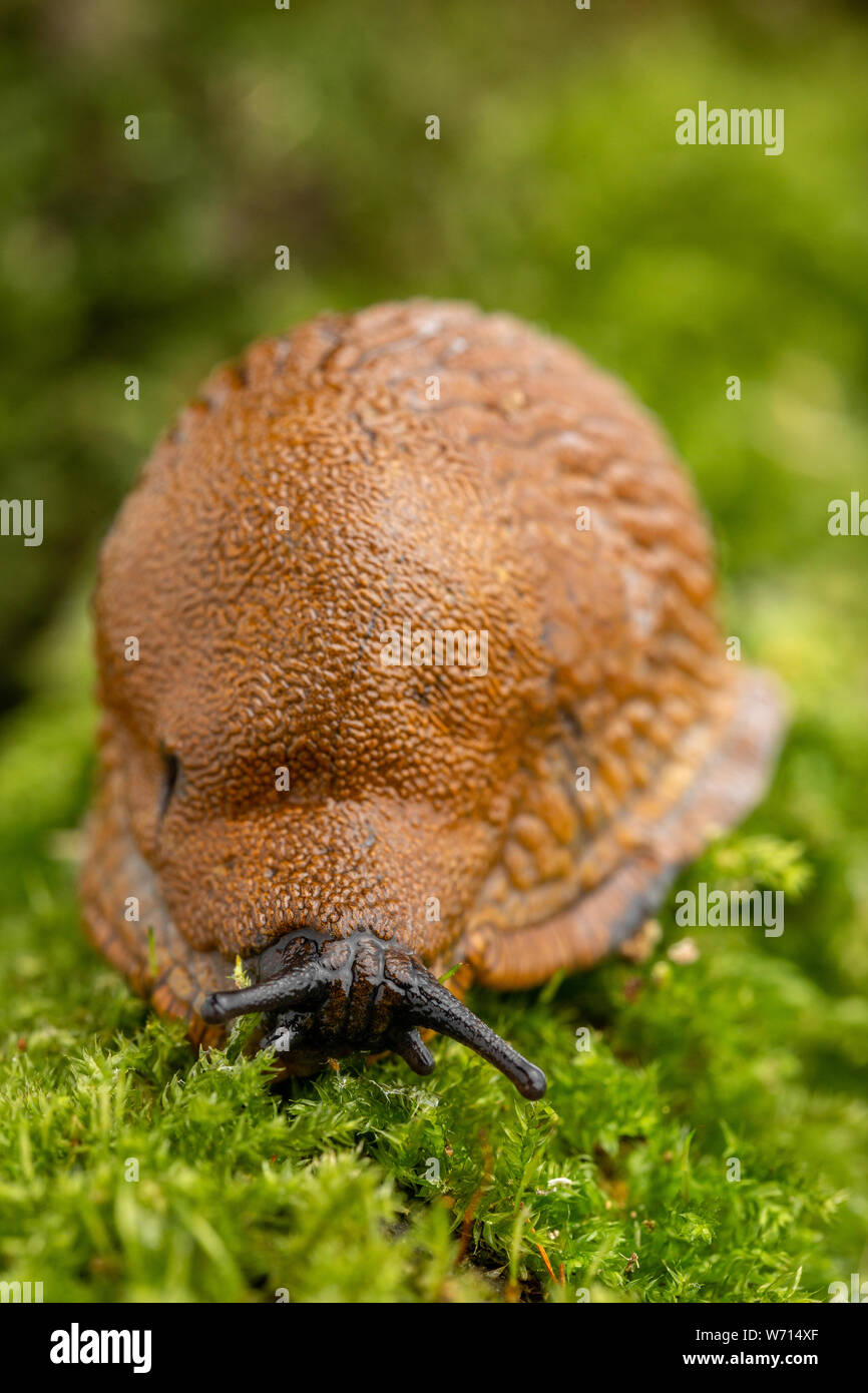 Adult large red slug crawling on mossy branch Stock Photo - Alamy