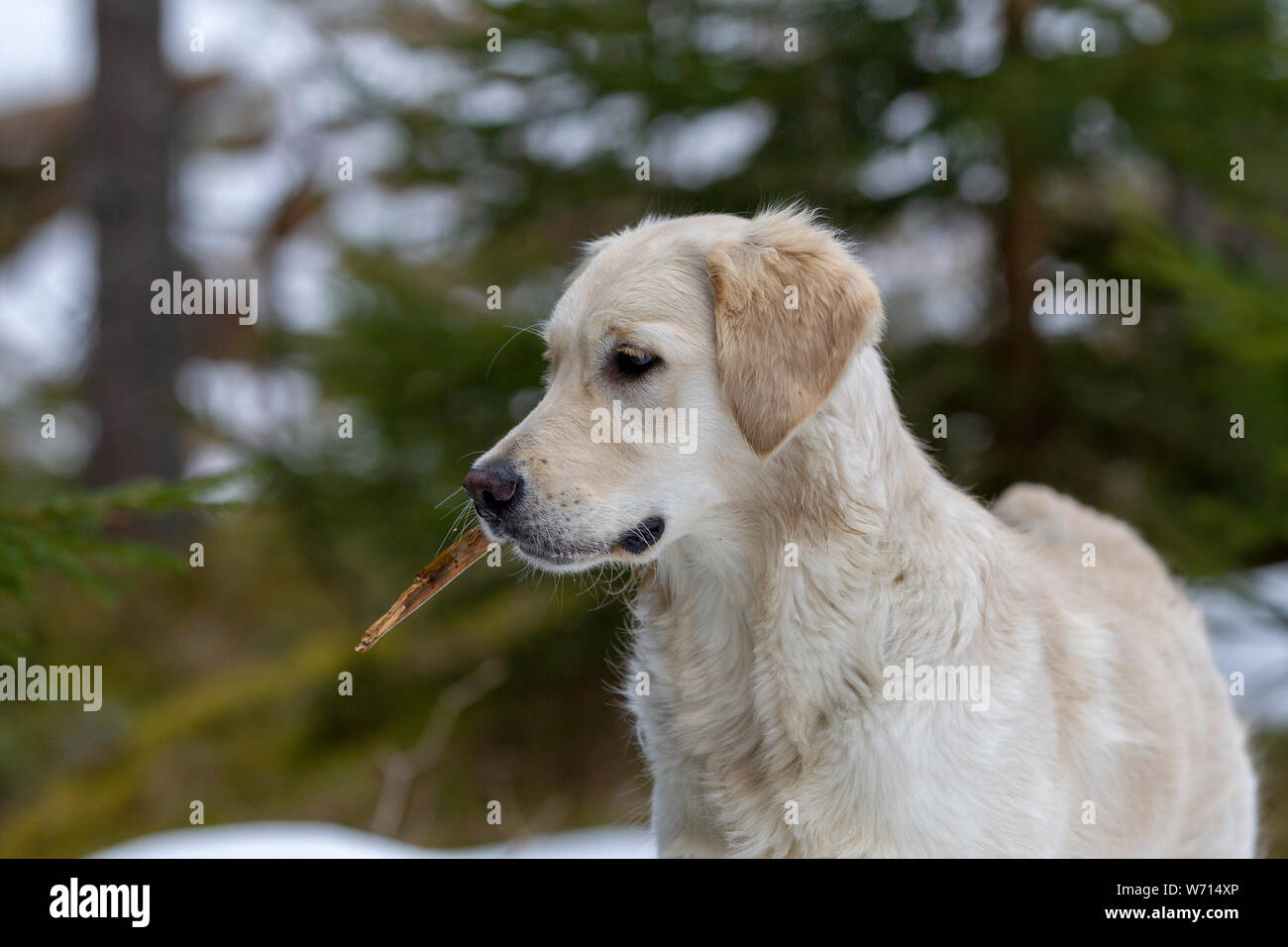 Golden retriever puppy playing Stock Photo - Alamy