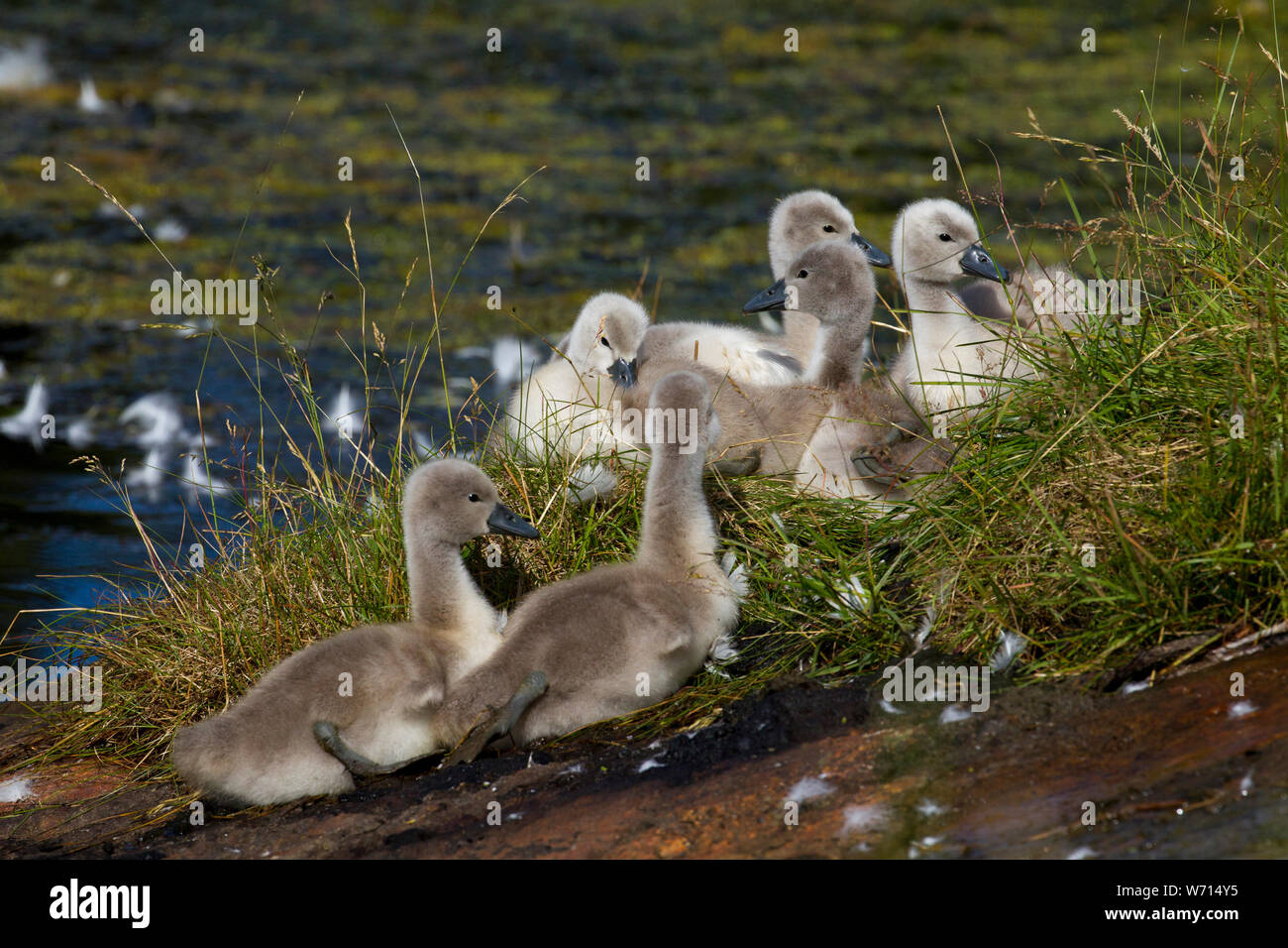 Many cute swan kids in a pond Stock Photo - Alamy