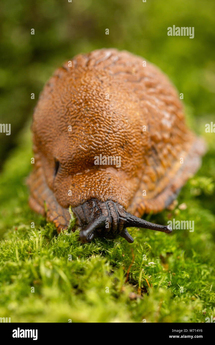 Adult large red slug crawling on mossy branch Stock Photo - Alamy