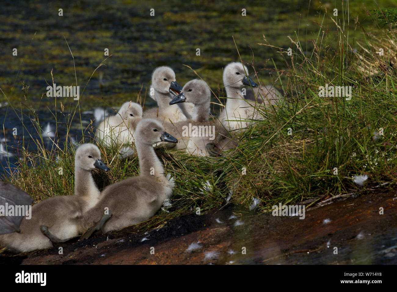 Many cute swan kids in a pond Stock Photo - Alamy