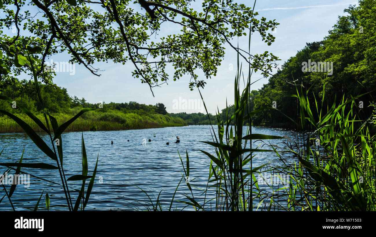 Reed water landscape hi-res stock photography and images - Alamy