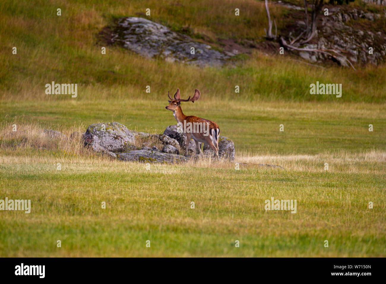 The beautiful dove hi-res stock photography and images - Alamy