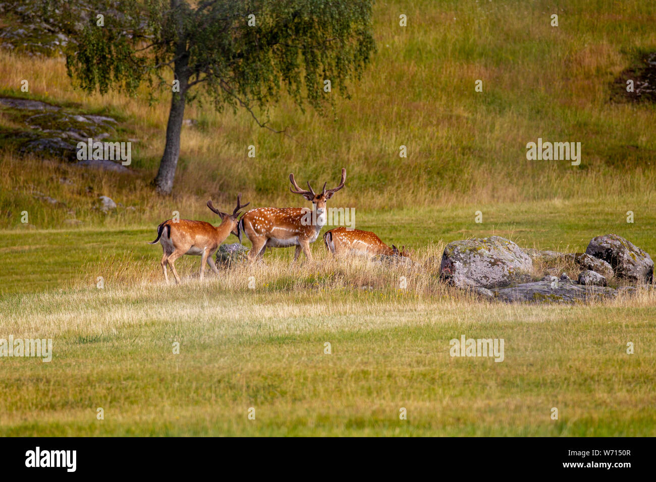 Beautiful Dove deer grazing on a meadow Stock Photo - Alamy