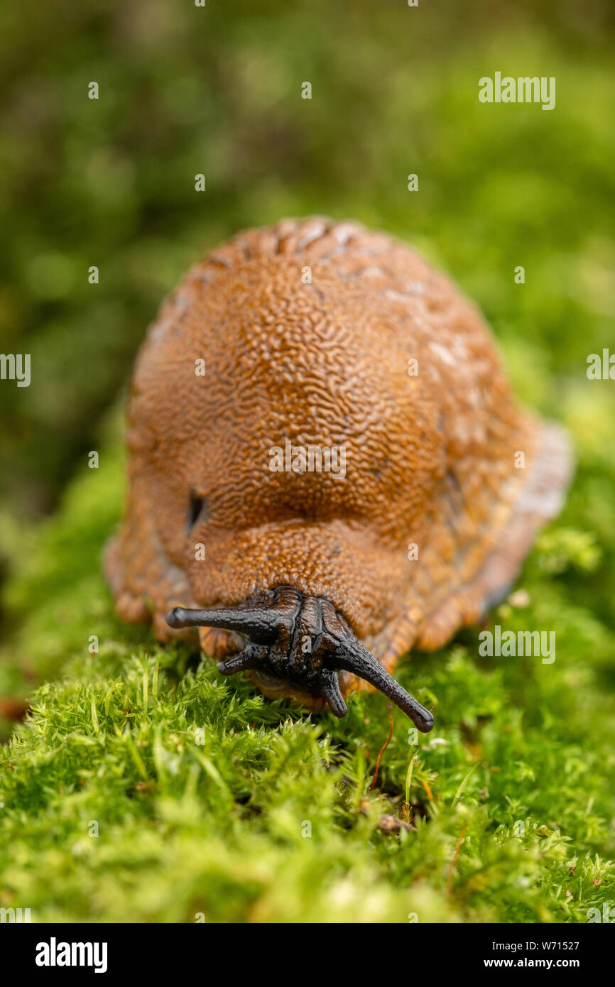 Adult large red slug crawling on mossy branch Stock Photo - Alamy