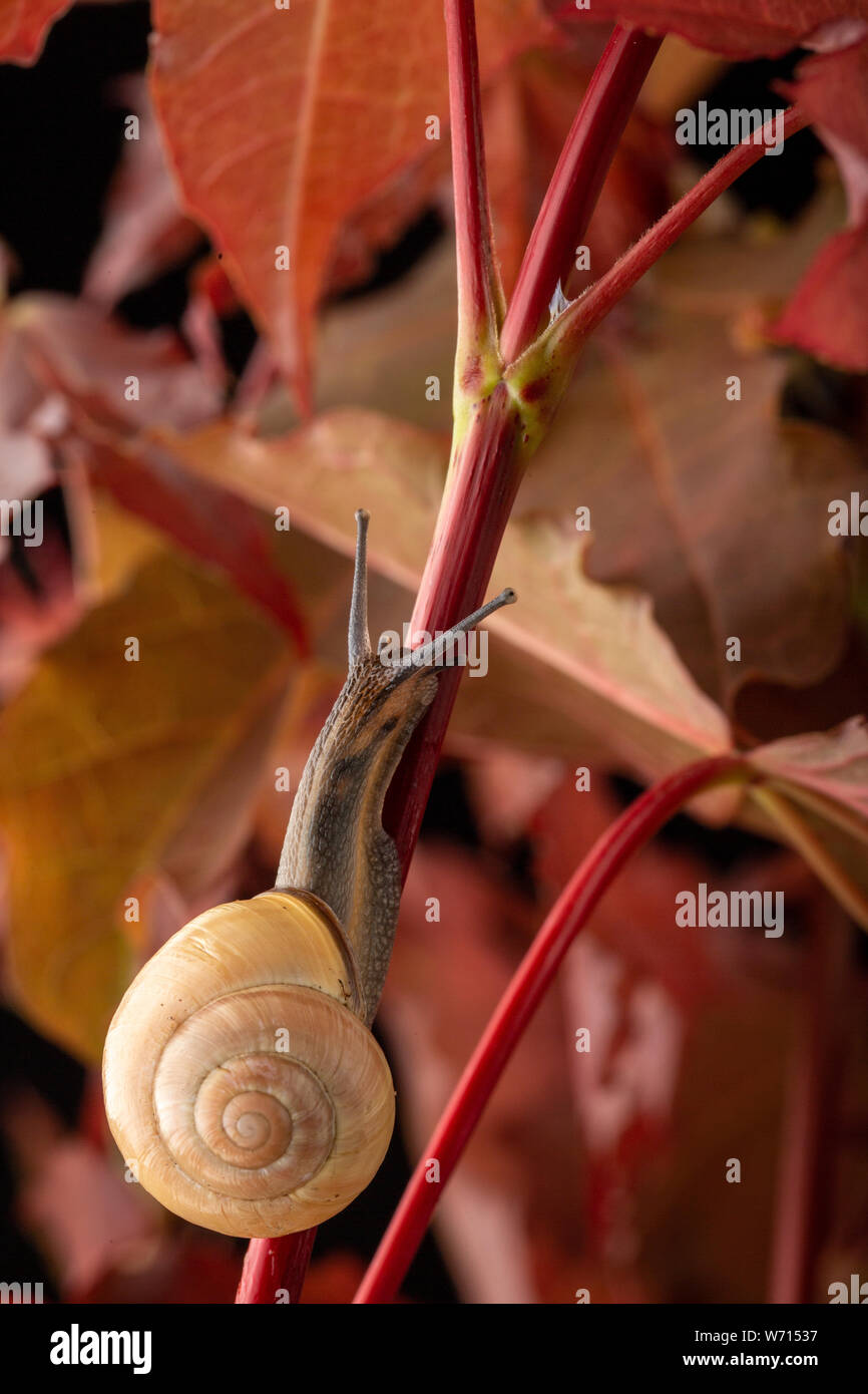 Brown lipped snail climbing a plant at night Stock Photo - Alamy